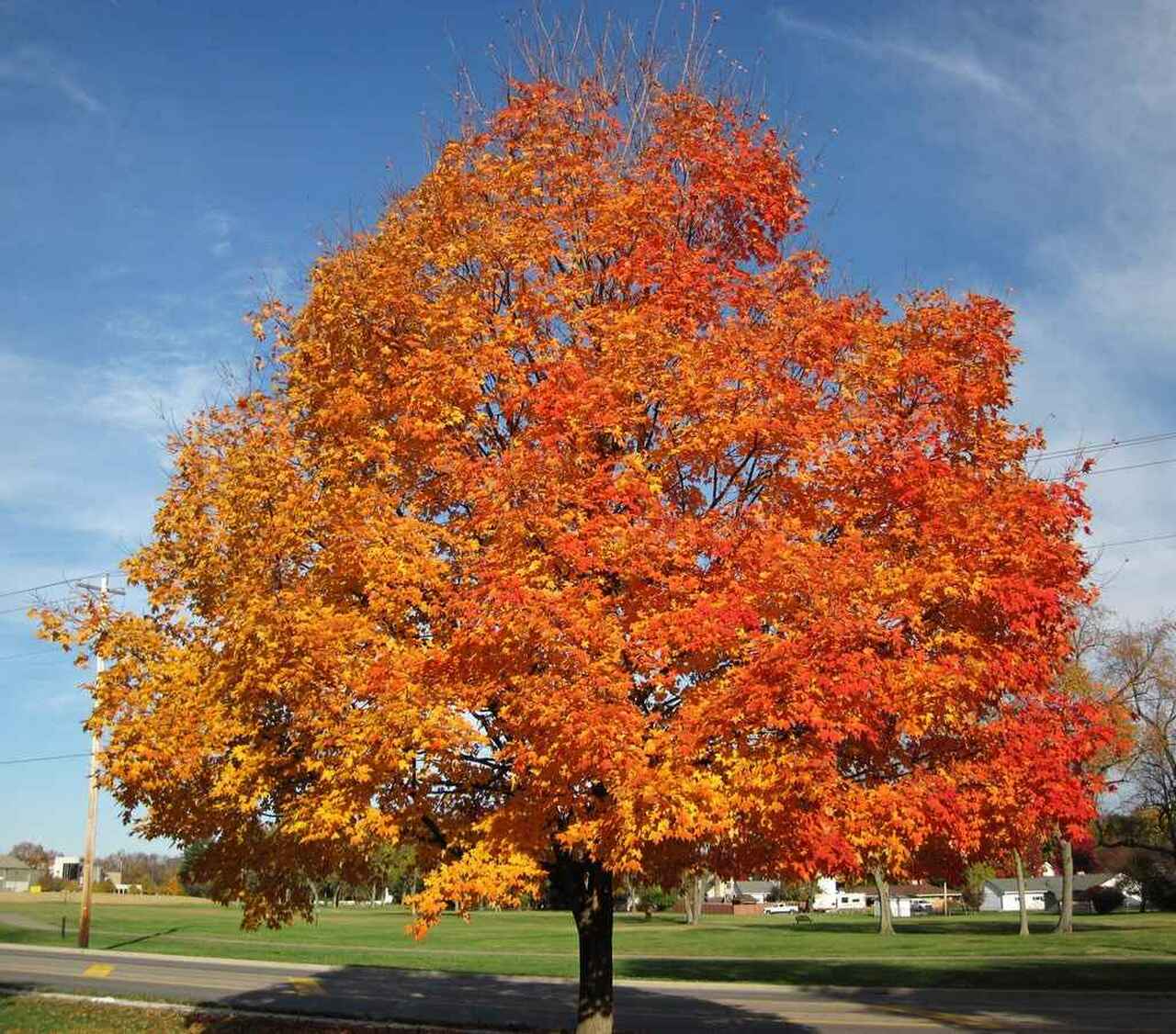 Sugar Maple SBVPA