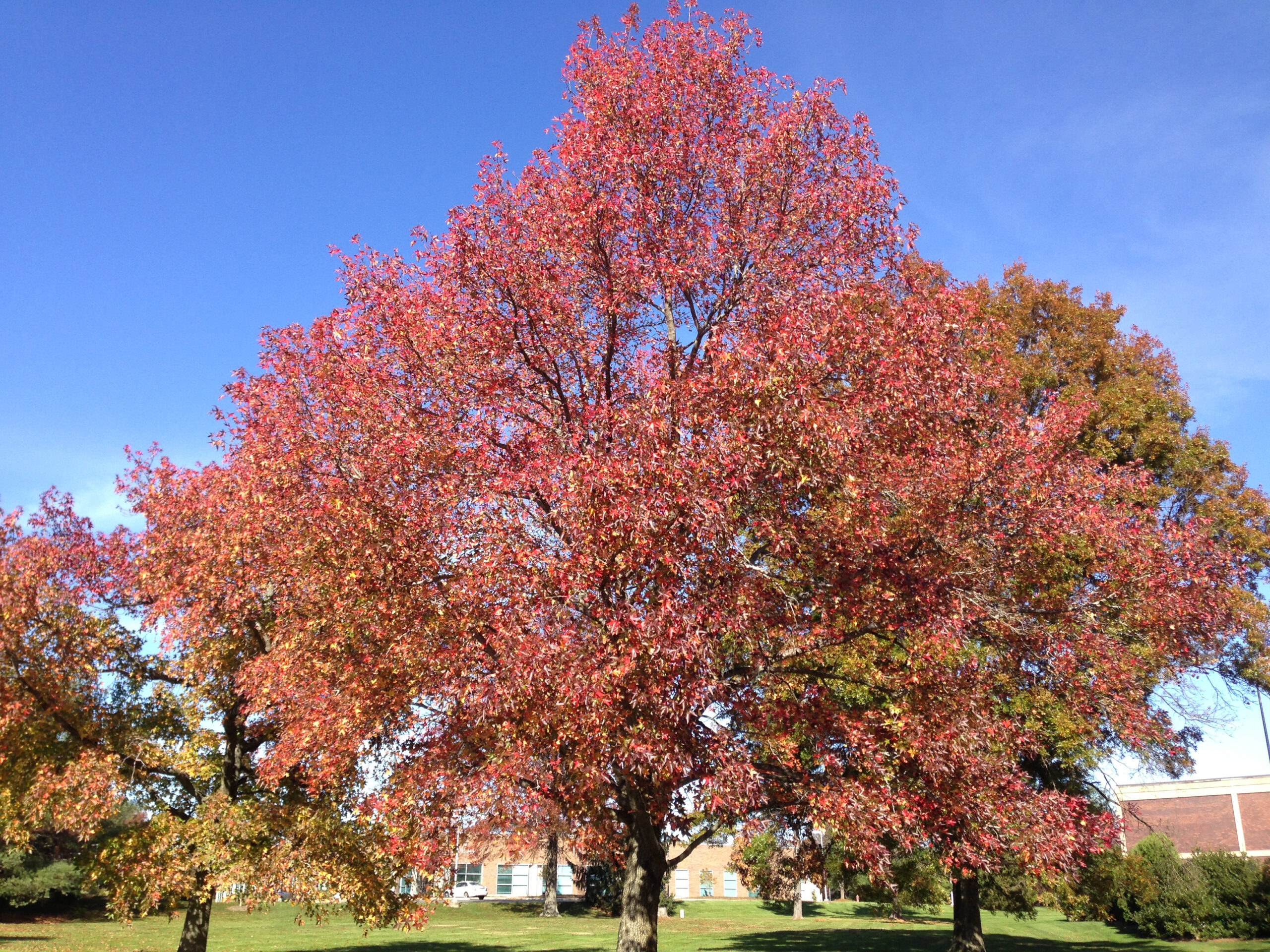Sweetgum - SBVPA