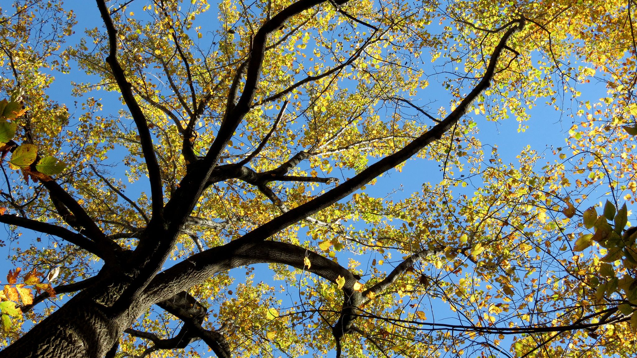 Tulip Tree - SBVPA