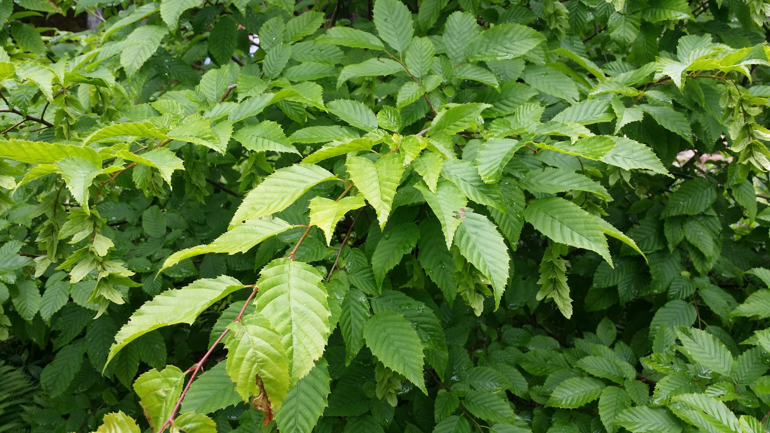 American Hornbeam - SBVPA