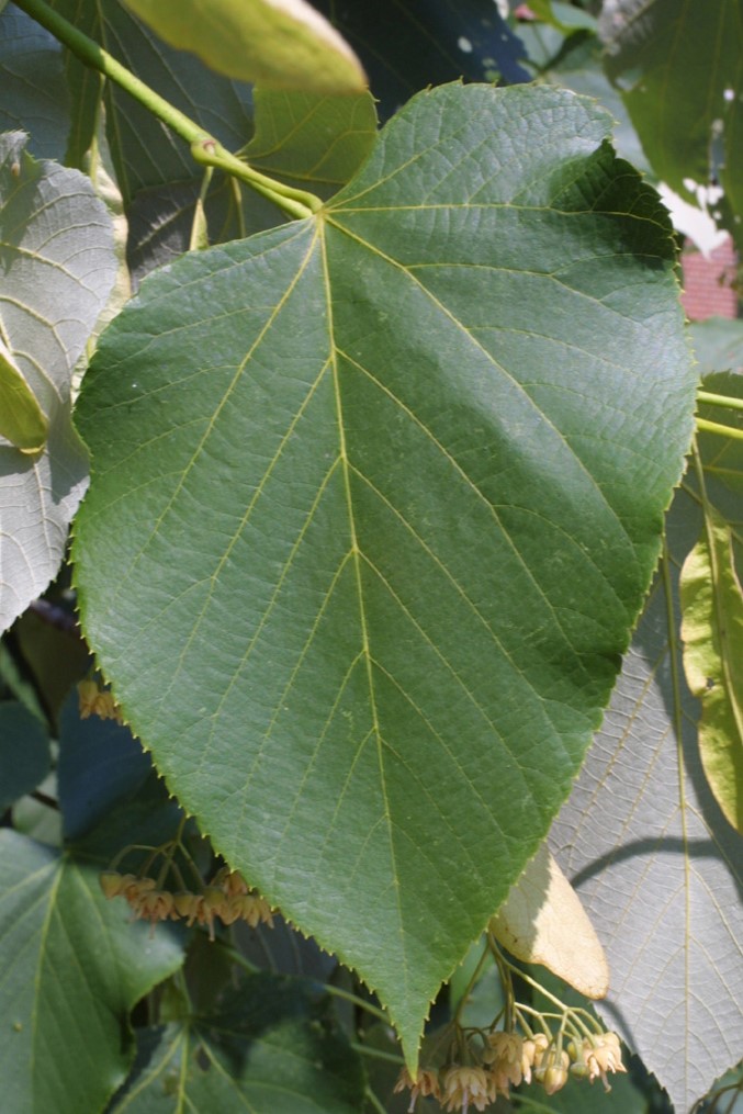 American Basswood - SBVPA