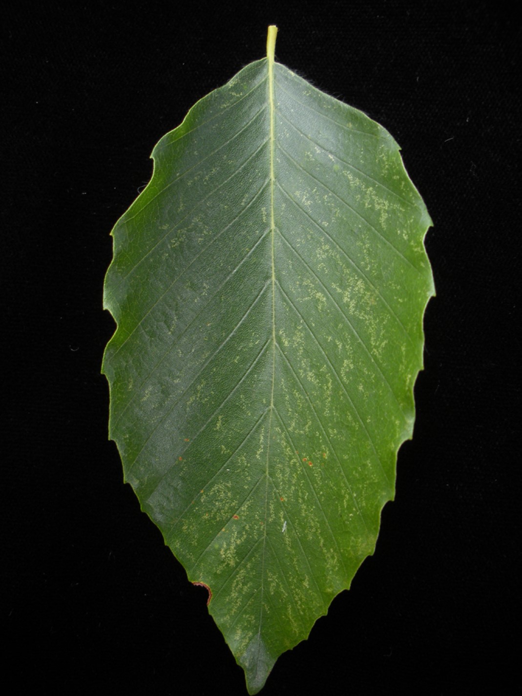 American Beech - SBVPA