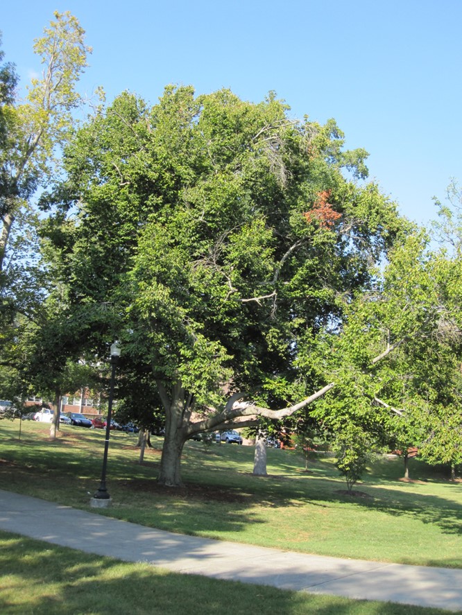 American Beech - SBVPA