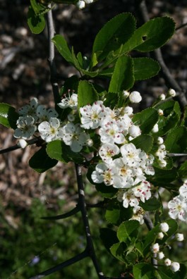 Cockspur Hawthorn - SBVPA