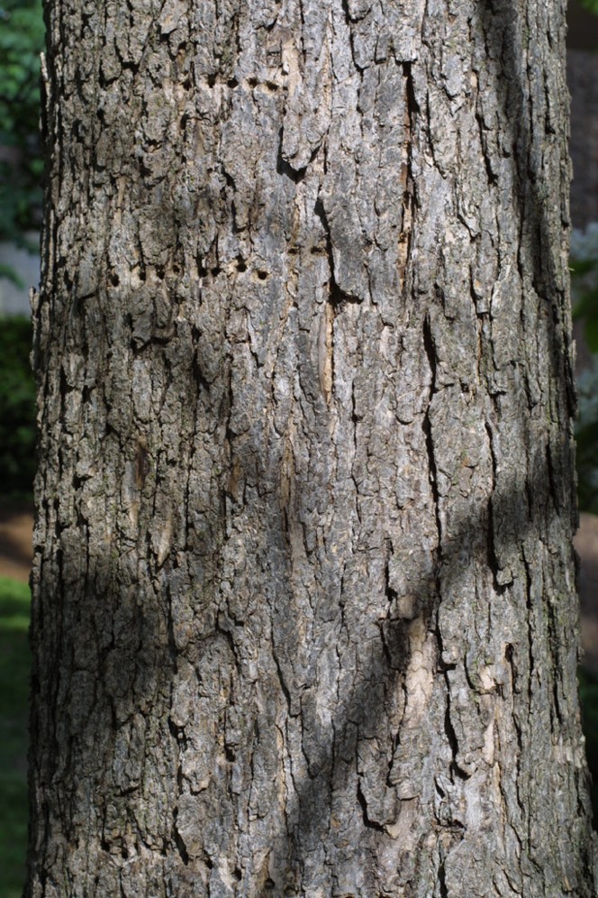 Northern Catalpa - SBVPA