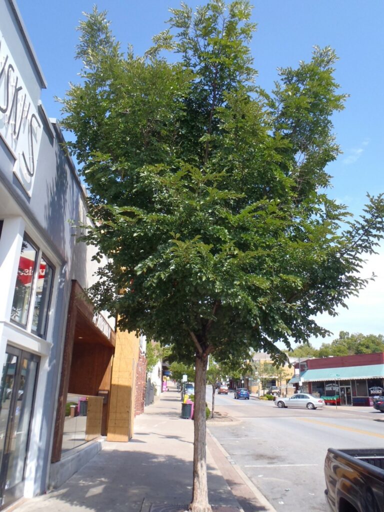 Princeton Elm - SBVPA