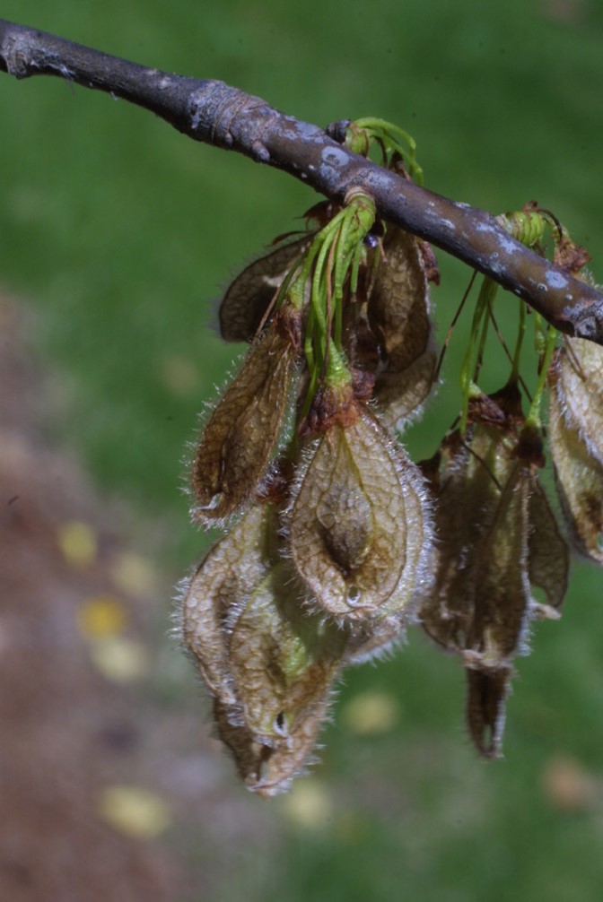 Princeton Elm - SBVPA