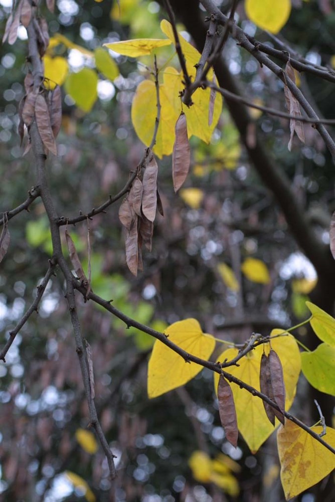 Redbud - SBVPA