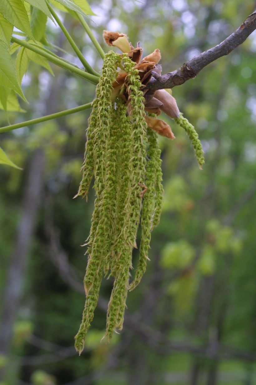 Shellbark Hickory - SBVPA