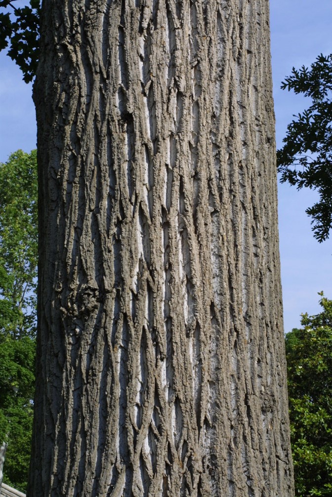 Tulip Tree - SBVPA