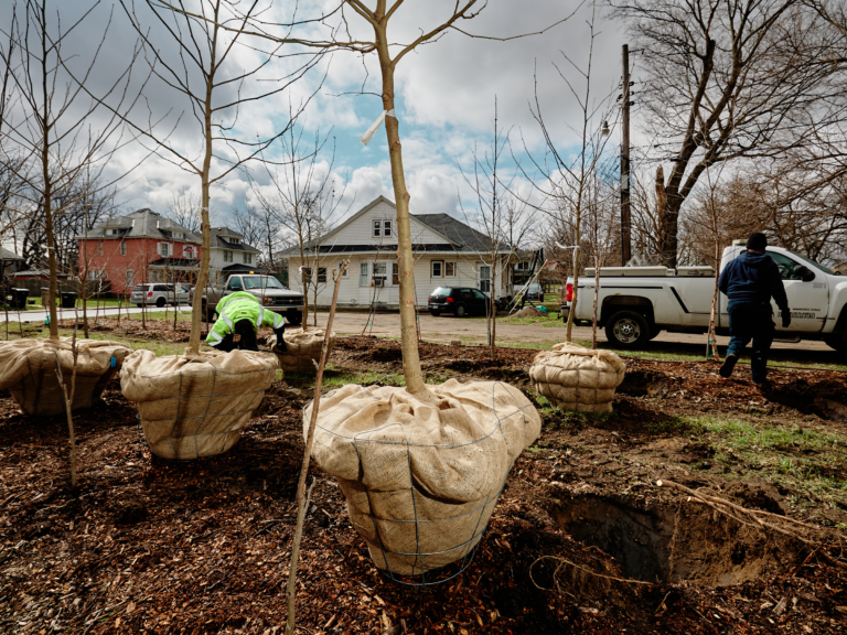 Tree Canopy Program Donate Now Sbvpa